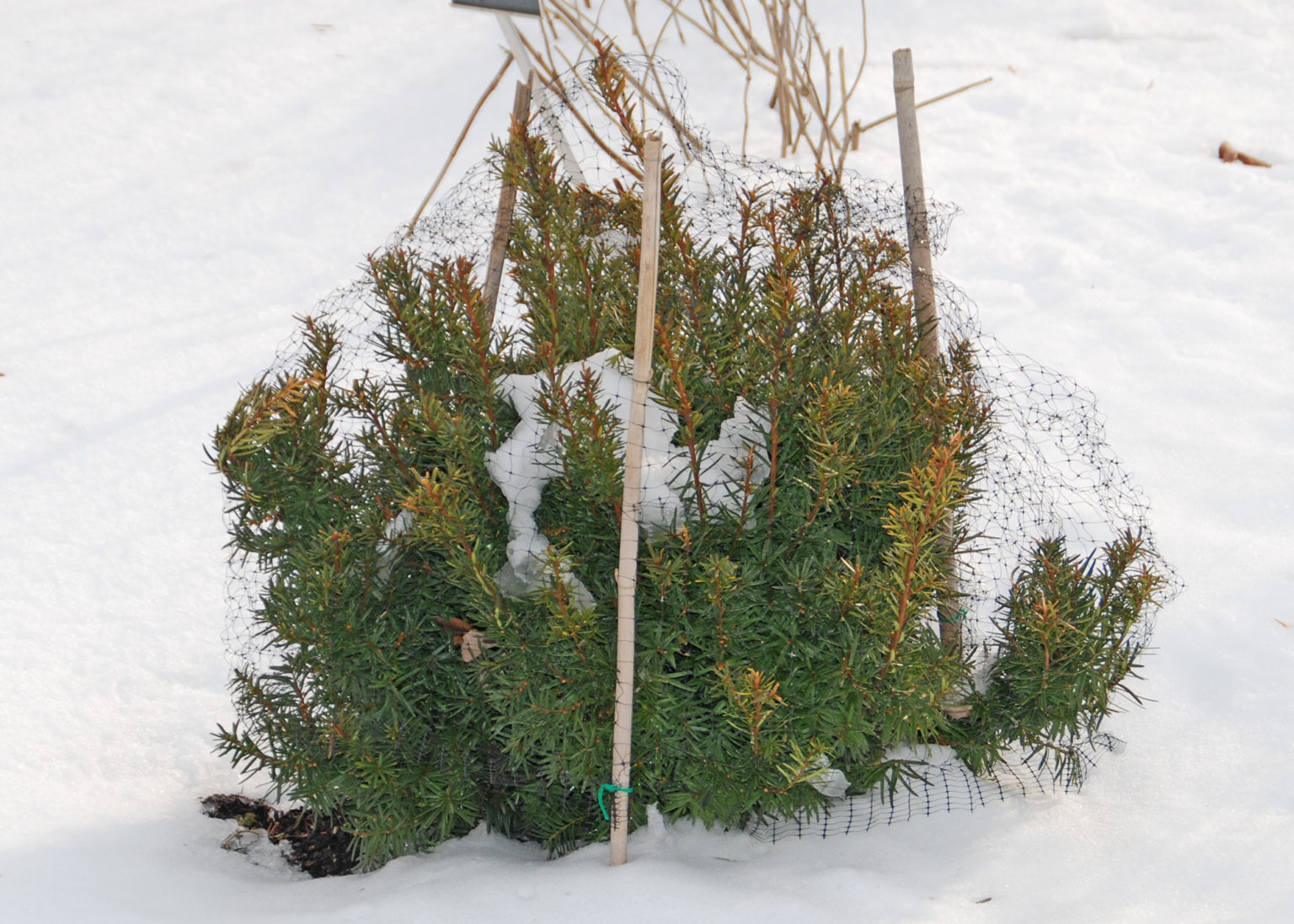 Six Things to Help Evergreens Through Winter - Vermont Maturity