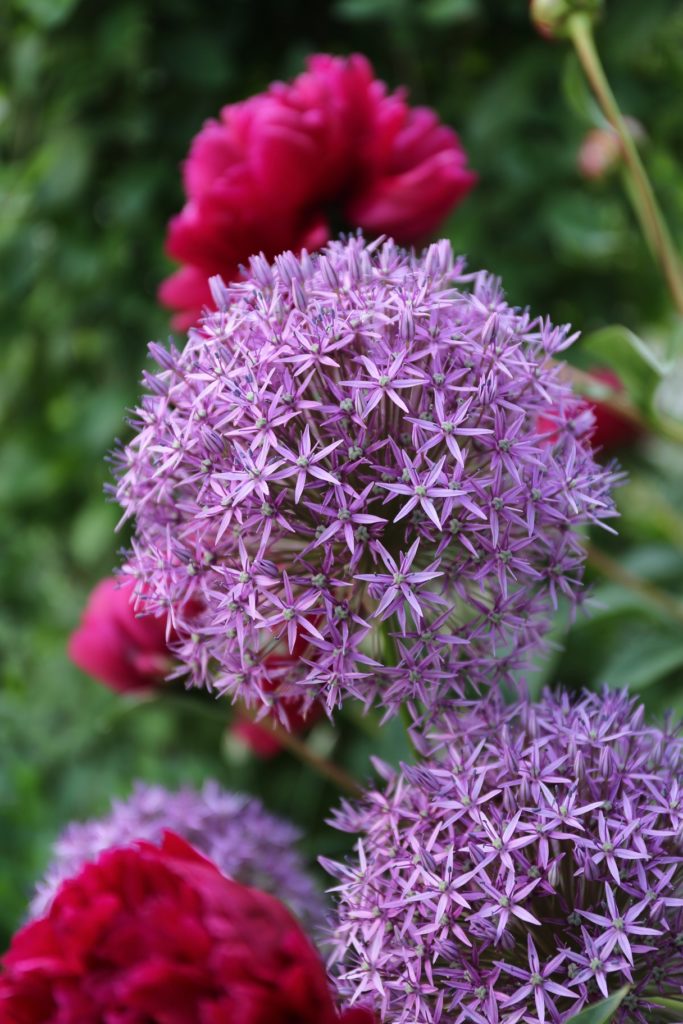 Bold and Beautiful Alliums for Every Garden - Vermont Maturity