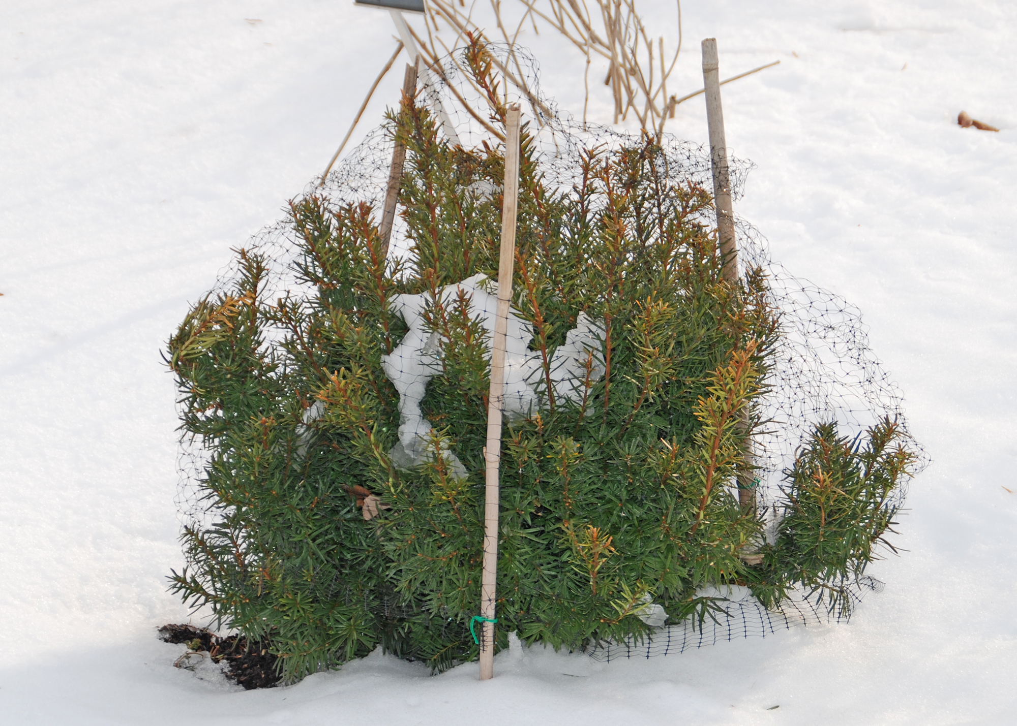 Six Things to Help Evergreens Through Winter - Vermont Maturity