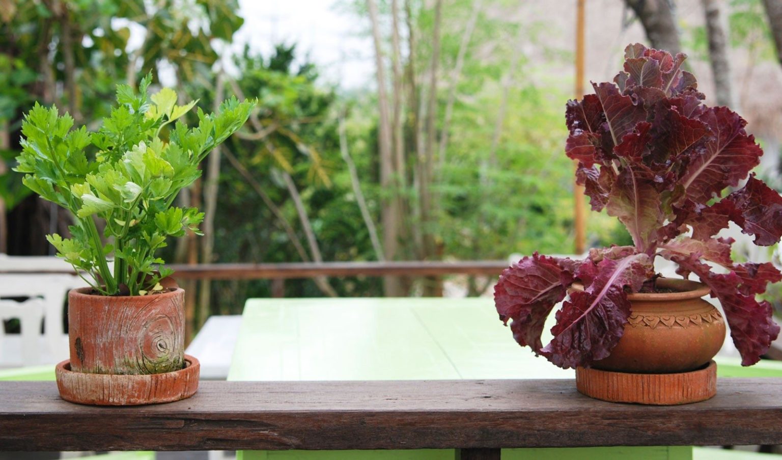 Grow an Indoor Vegetable Garden - Vermont Maturity