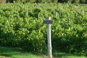 Vermont’s Wine Country - Vermont Maturity